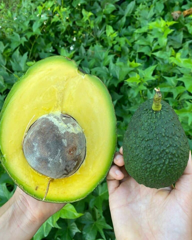 Giant Long Neck Avocados Grown in Florida Farm | KetoVale